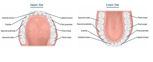 Tooth Types Dental Health Foundation